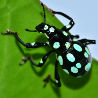 Lu-Yi Wang | Members | Systematics and Evolutionary Biology Lab